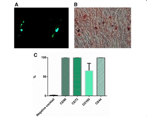 Characterization Of Ucmscs Mesodermic Differentiation Of Ucmscs