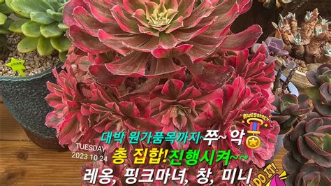 2023년 10월24일多肉植物국민다육 방문구매3개5000원선녀와나무꽃화분다육신상안내다육금화분택배다육택배다육이다육식물인천다육多肉植物 Youtube