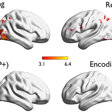 Whole Brain Searchlight Results Item Specific Representation For