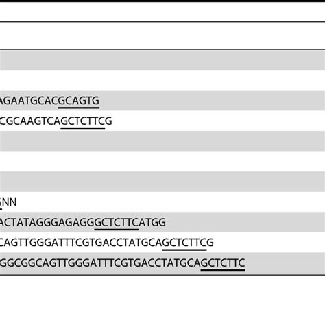 In Vitro Transcription And Reverse Transcription IVT RT A Download Scientific Diagram