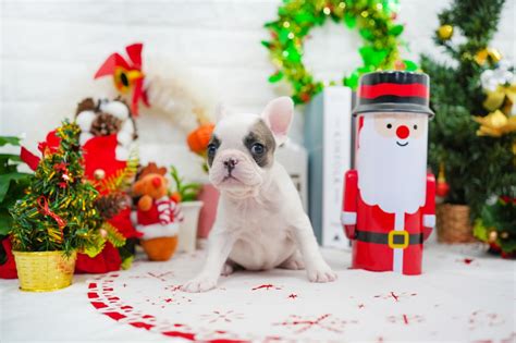 프렌치불독분양 사랑스러운 애기 강아지 미미 웰시코기분양 프렌치불독분양 보스턴테리어분양 이탈리안그레이하운드분양 베들링턴테리어분양 셔틀랜드쉽독분양 코카스파니엘분양 퍼그분양