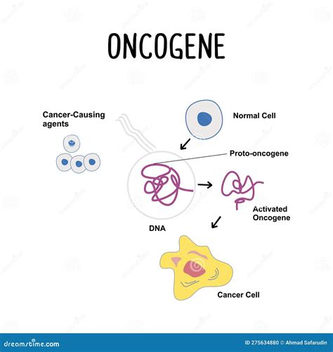 Oncogene A Mutated Gene That Can Promote The Growth And Division Of Cells Potentially Leading