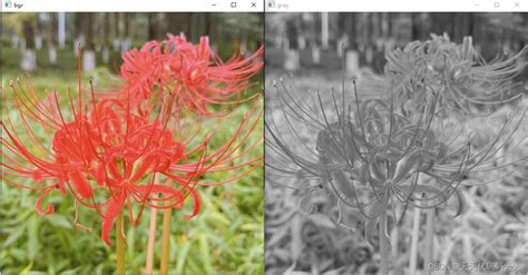 Opencvsharp从入门到实践 （04）色彩空间opencvsharp Cvtcolor Csdn博客
