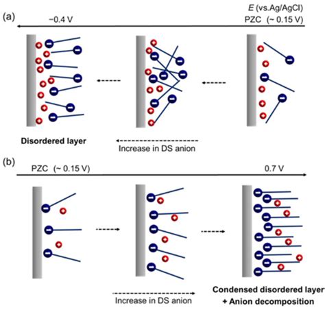 Schematic Illustration Of Conformation Structure Of Dodecyl Sulfate Download Scientific Diagram