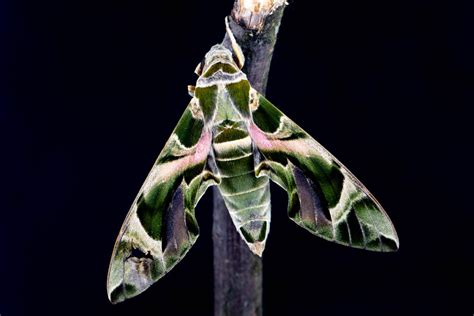 Why Insects Are Attracted To Light At Night Scientific American