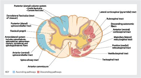 Table 1 4 From Spinal Cord Functional Anatomy Semantic Scholar