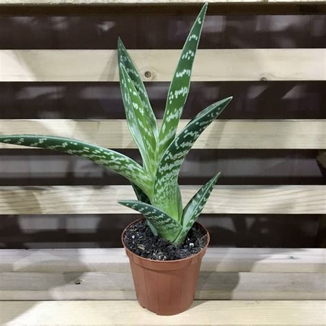 Алоэ Variegata (Ø 10 см, h 20 см) - Садовый центр Земля Х