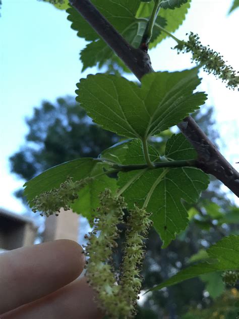 Mulberry Tree Leaves Identification