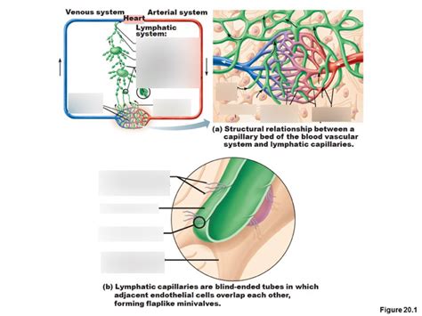 Lymphatic Capillaries Diagram Quizlet
