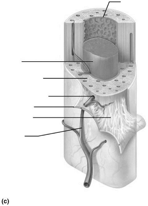 Structure Of A Long Bone Shaft Diagram Quizlet
