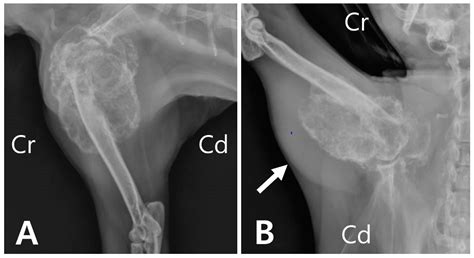 Humeral Aneurysmal Bone Cyst In A Cat With Sequential Computed