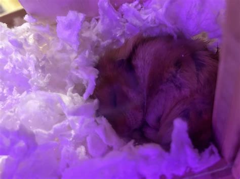 Shhh Dont Wake Her Up Rhamsters