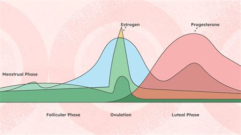 Understanding Menstruation: Phases, Symptoms, and Period Tracking