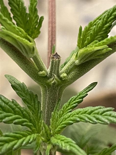Anybody Ever Have A Photo Reg Show Sex Earlier Than 30 Days R Microgrowery