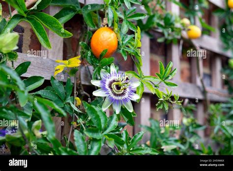 Passiflora Incarnata Trellis