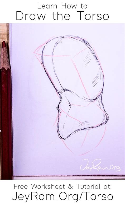 How To Draw The Torso Step By Step Tutorial Free Practice Worksheet