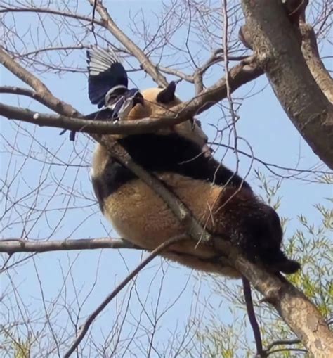 더쿠 푸바오 뒷모습 모음