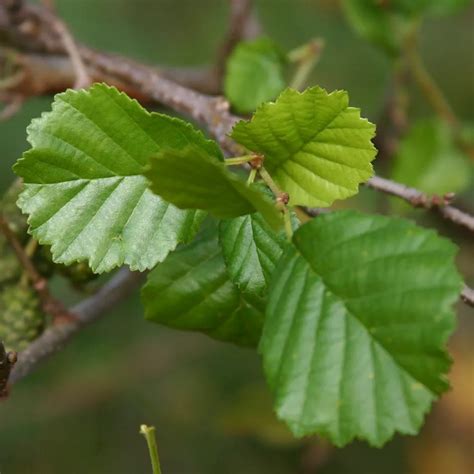 Alnus Glutinosa Autochtoon W 60 100 60 100cm W Alglutiaw60 100
