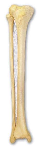 Tibia Fibula Diagram Quizlet