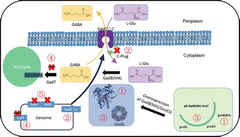 Conceptual Diagram Of Cascade Modifications Of A Whole Cell Biocatalyst