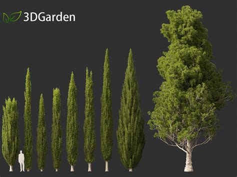 Cupressus Sempervirens Italian Cypress 3d Model 3dgardenplants