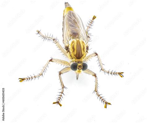 Large Robber Fly Or Robberfly Fresh From Pupa Eclosion Teneral Stage Of Metamorphosis Still