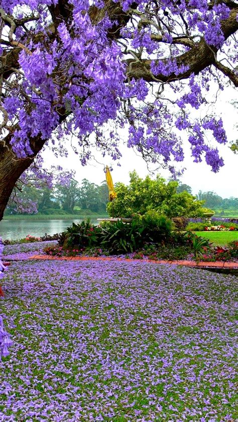 Purple Aesthetic Nature Wallpapers Download Mobcup