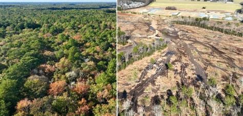 Clear Cutting Before And After