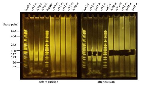 RIBO Seq In Bacteria A Sample Collection And Library Preparation Protocol For NGS Sequencing