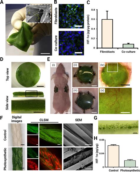 A Homogenous Distribution Of C Reinhardtii Microalgae In The Download Scientific Diagram