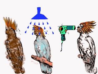 It Is For Freedom He Set Us Free Galatians Chippie The Parakeet