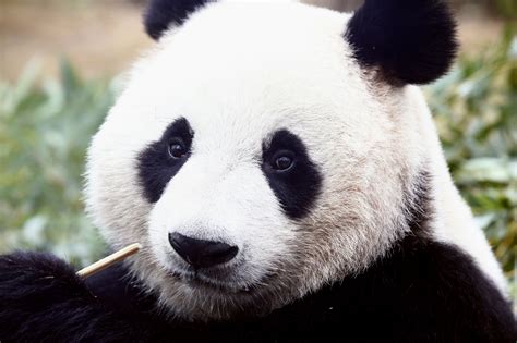 პანდა გადაშენების პირას მყოფი სახეობების სიიდან ამოიღეს Netgazeti • ჩინეთი • ცხოველები