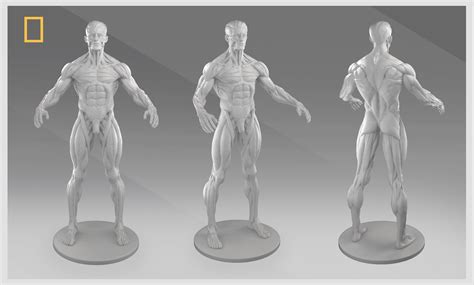 Ectomorph Human Body Stl 3d Model 3d Printable Cgtrader