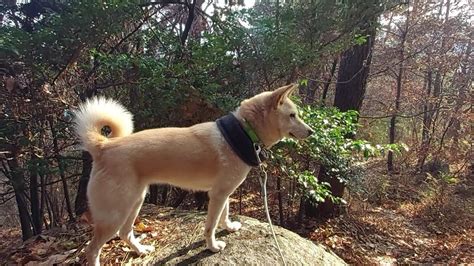 올 겨울 가장 추운 날 산에 데리고 갔더니 겨울산에서 온갖 똥폼을 잡고 있는 공장 진돗개 L 라이언 킹 영화 포스터 찍는 줄 알았다 L 공장개에서 산악견으로 거듭난 공장