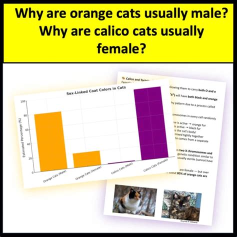 Sex Linked Traits Inherited Traits X Linked Genetic Traits Heredity Cat Fur