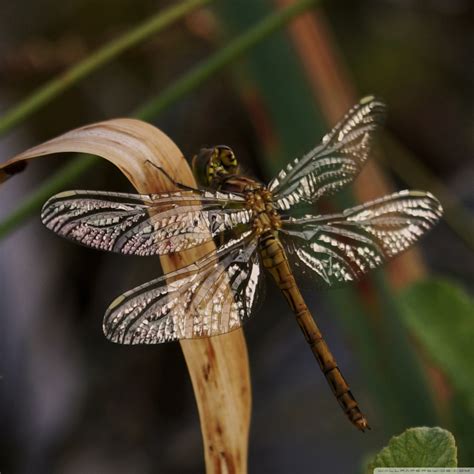 Libelle 4k Uhd Wallpaper For Ultrahd Desktop And Tv Widescreen And