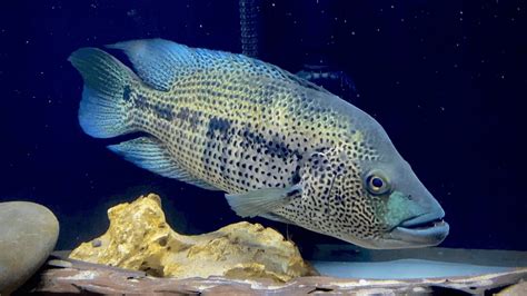 Green Guapote Cichlid