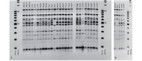 amplification pattern generated by sequence related amplified