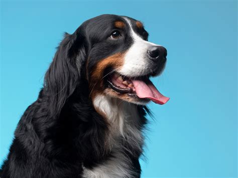 How Using Electronic Medical Records Emr Benefits Your Veterinary Practice