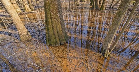 Why Is Wetland Delineation Important All You Need To Know And More