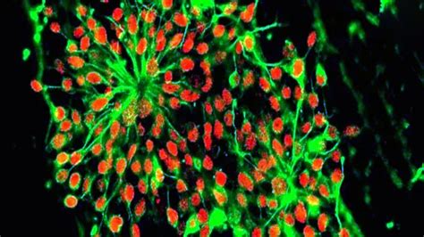 Polar Body Formation Extrusion And Function Stem Cell Care India