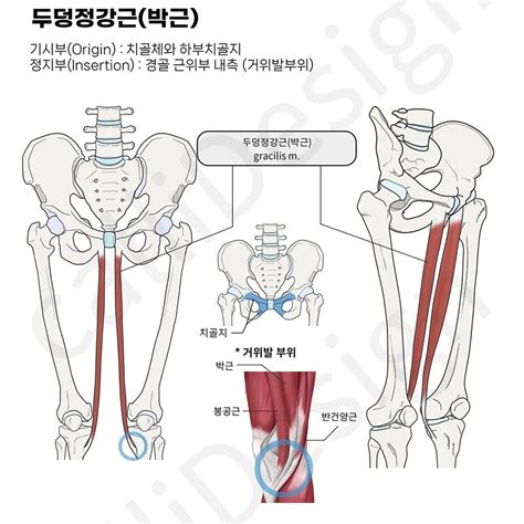 의학그림 메디컬 일러스트 Callidesign On Instagram 함께근육공부 시즌2 근육별기시정지 두덩정강근박근기시