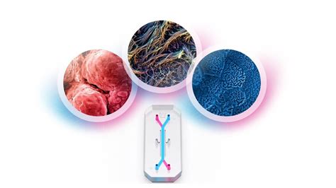 An Introduction To Organ On A Chip Technology Ebook Technology Networks