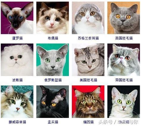 世界上原來貓的品種這麼多，都好漂亮啊 每日頭條