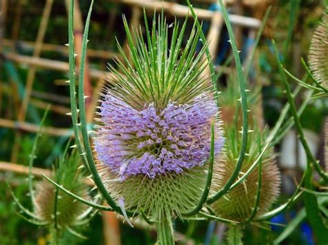 Premium Photo Dipsacus Fullonum Purple Flowers