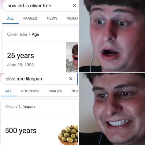 Olive Tree Rolivertree