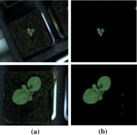 plant region segmentation in plant images from a3 dataset a original