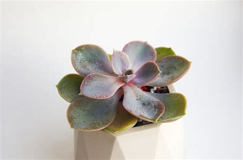 흰색 배경테이블에 콘크리트 다각형 화분에 즙이 힙스터 라이프 스타일을 위한 스칸디나비아 디자인 내부에 대한 간단한 장식 가정용 식물 0명에 대한 스톡 사진 및 기타 이미지