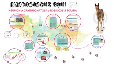 Rhodococcus Equi By Carmen Bellver On Prezi