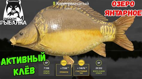 АКТИВНЫЙ КЛЕВ КАРПА НА ЯНТАРНОМ ОЗЕРЕ В РУССКОЙ РЫБАЛКЕ 4 РР4 - YouTube